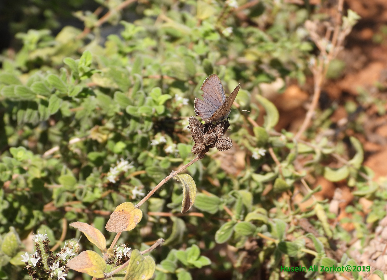 Invasive Alert: Plains Cupid Butterfly (Luthrodes pandava) Spreads to New Territory | Society ...