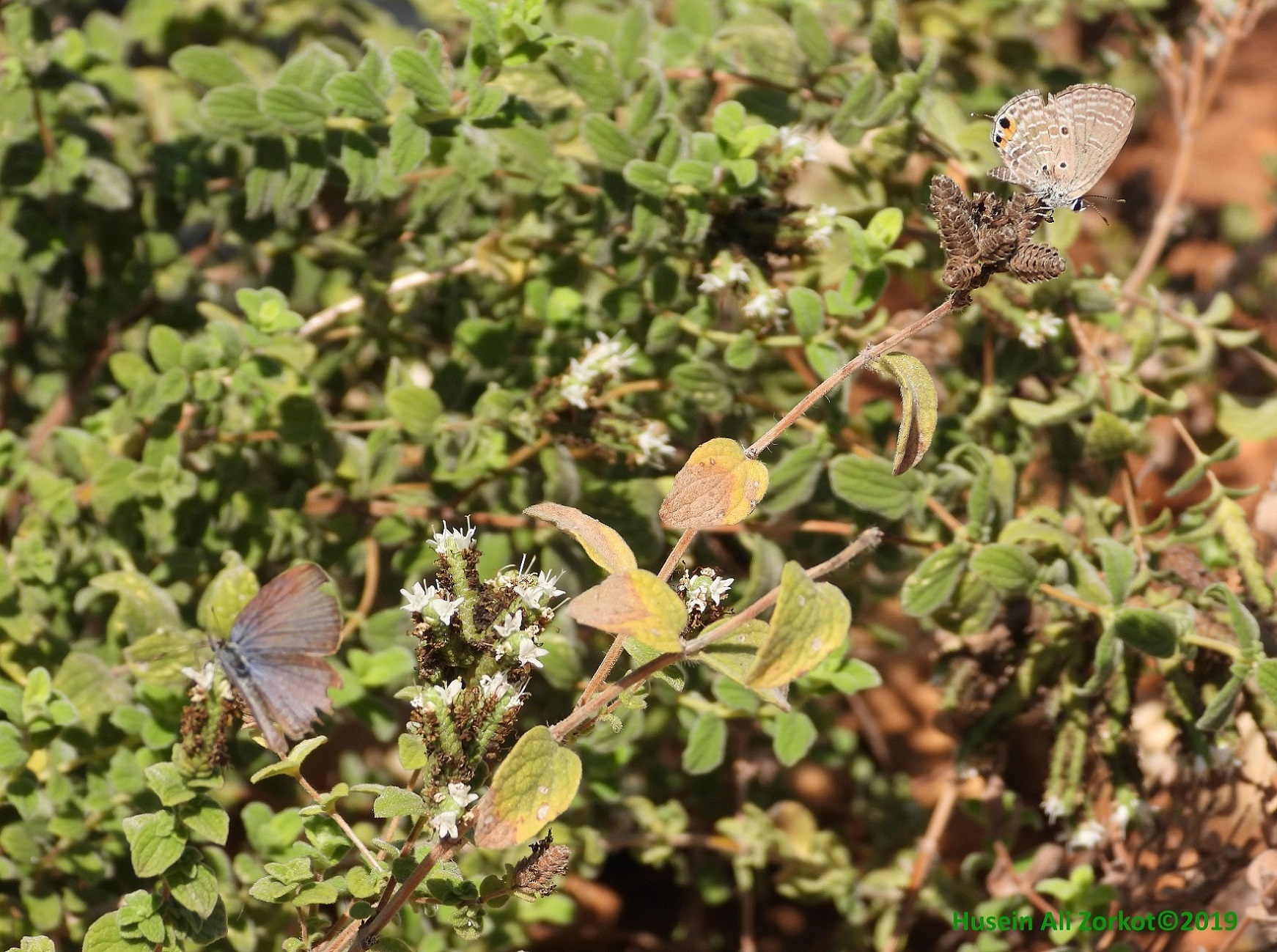 Invasive Alert: Plains Cupid Butterfly (Luthrodes pandava) Spreads to New Territory | Society ...