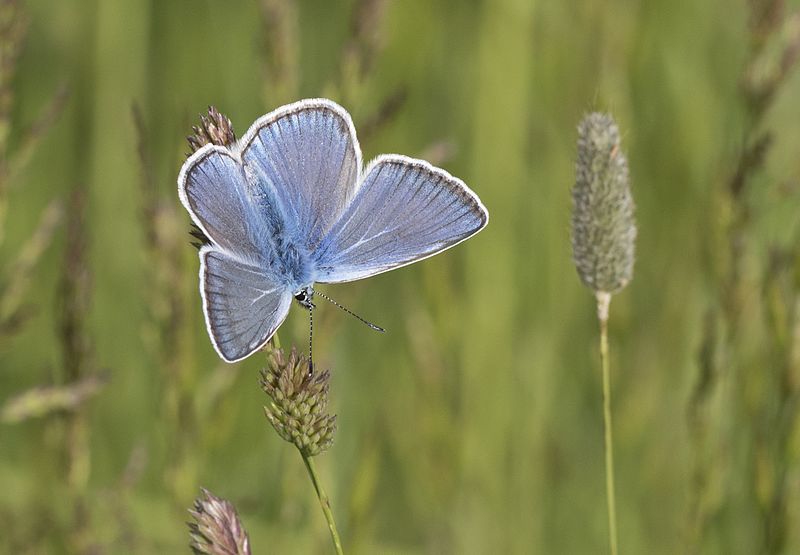 Atlas of Lebanese Butterflies – LEPIDOPTERA LIBANOTICA