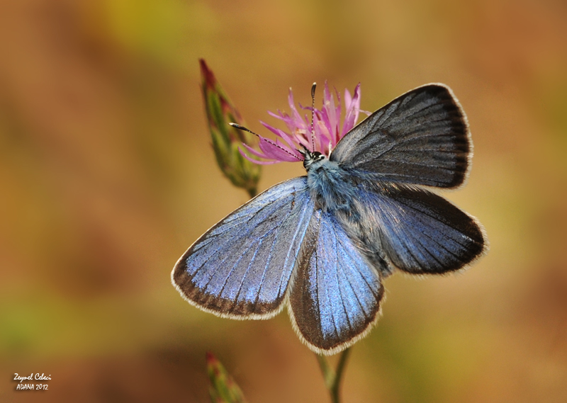 Green-underside blue – LEPIDOPTERA LIBANOTICA