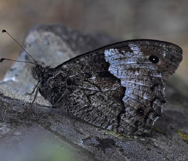 Eastern rock grayling – LEPIDOPTERA LIBANOTICA