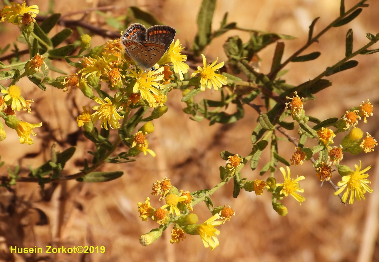 Embrace Elecampane Season: Celebrate Autumn with Native Wildflowers and ...