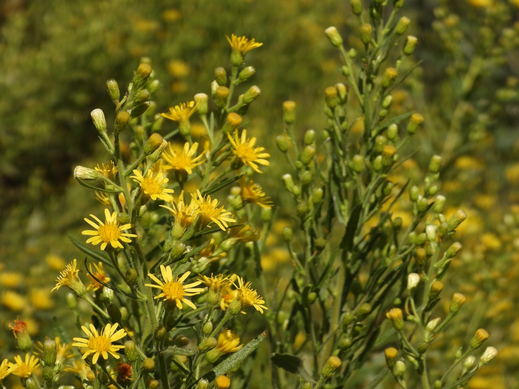 Embrace Elecampane Season: Celebrate Autumn with Native Wildflowers and ...