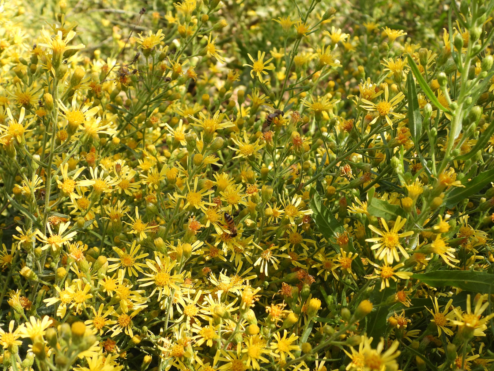 Embrace Elecampane Season: Celebrate Autumn with Native Wildflowers and ...