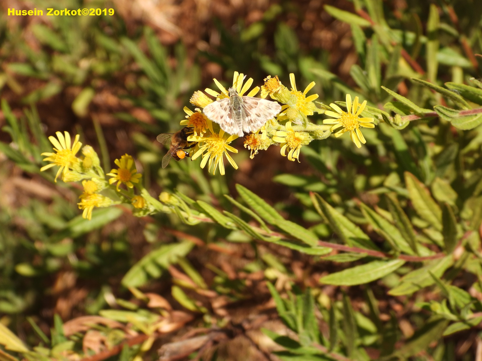Embrace Elecampane Season: Celebrate Autumn with Native Wildflowers and ...