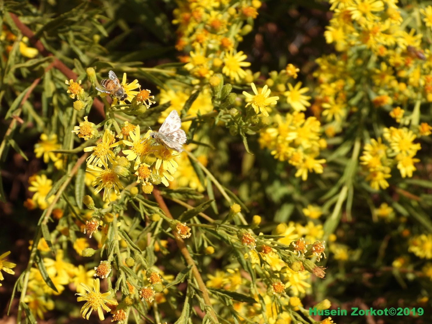 Embrace Elecampane Season: Celebrate Autumn with Native Wildflowers and ...